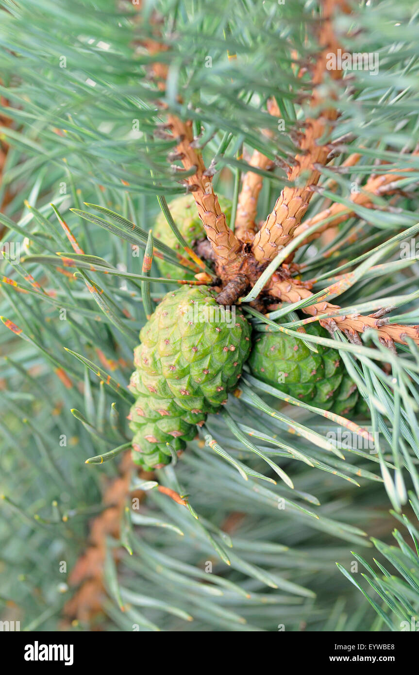 Pine (Pinus sp.), branch with unripe seed cones, North Rhine-Westphalia ...