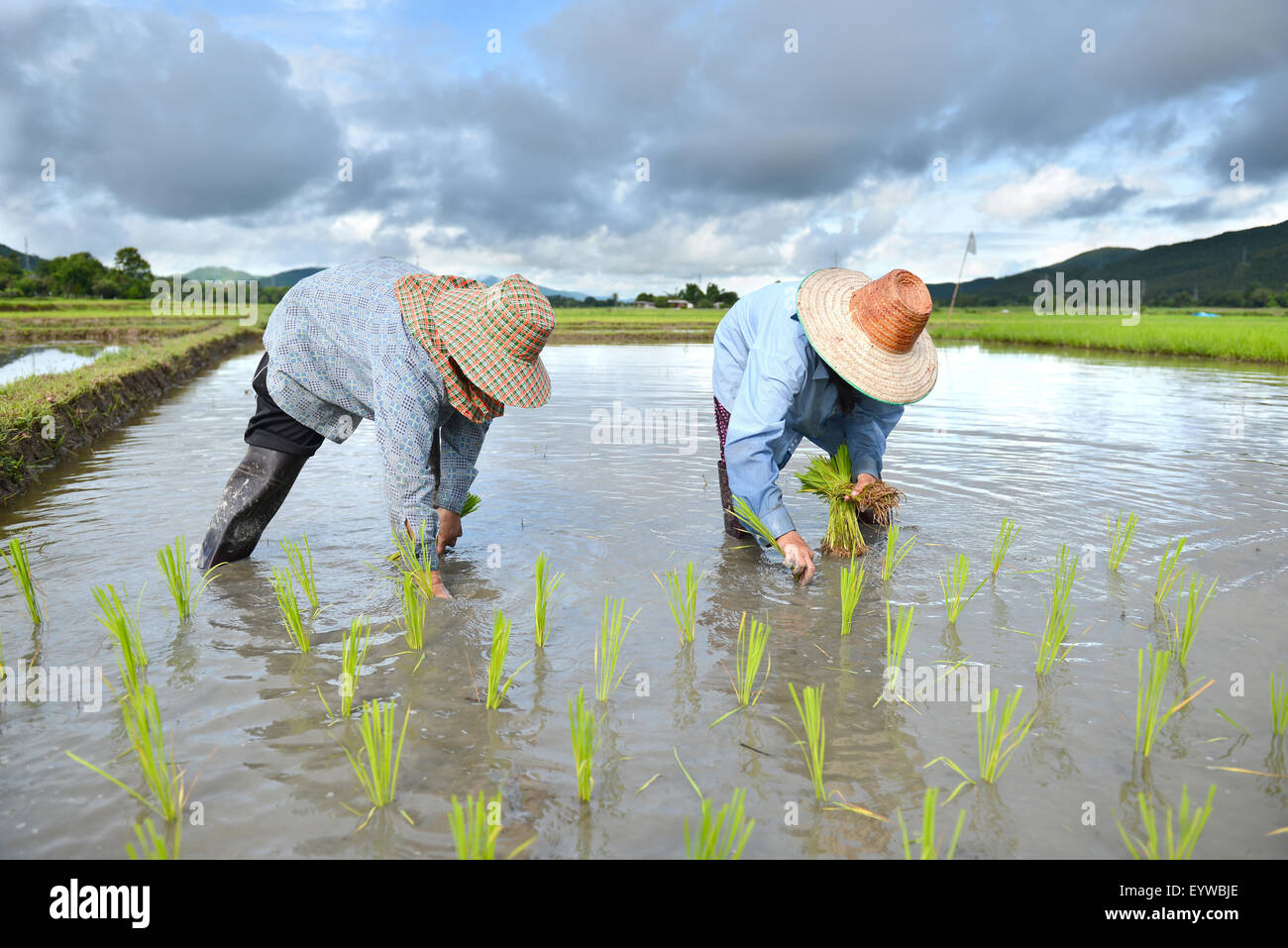 thailand farmer work in a rice plantation Stock Photo - Alamy