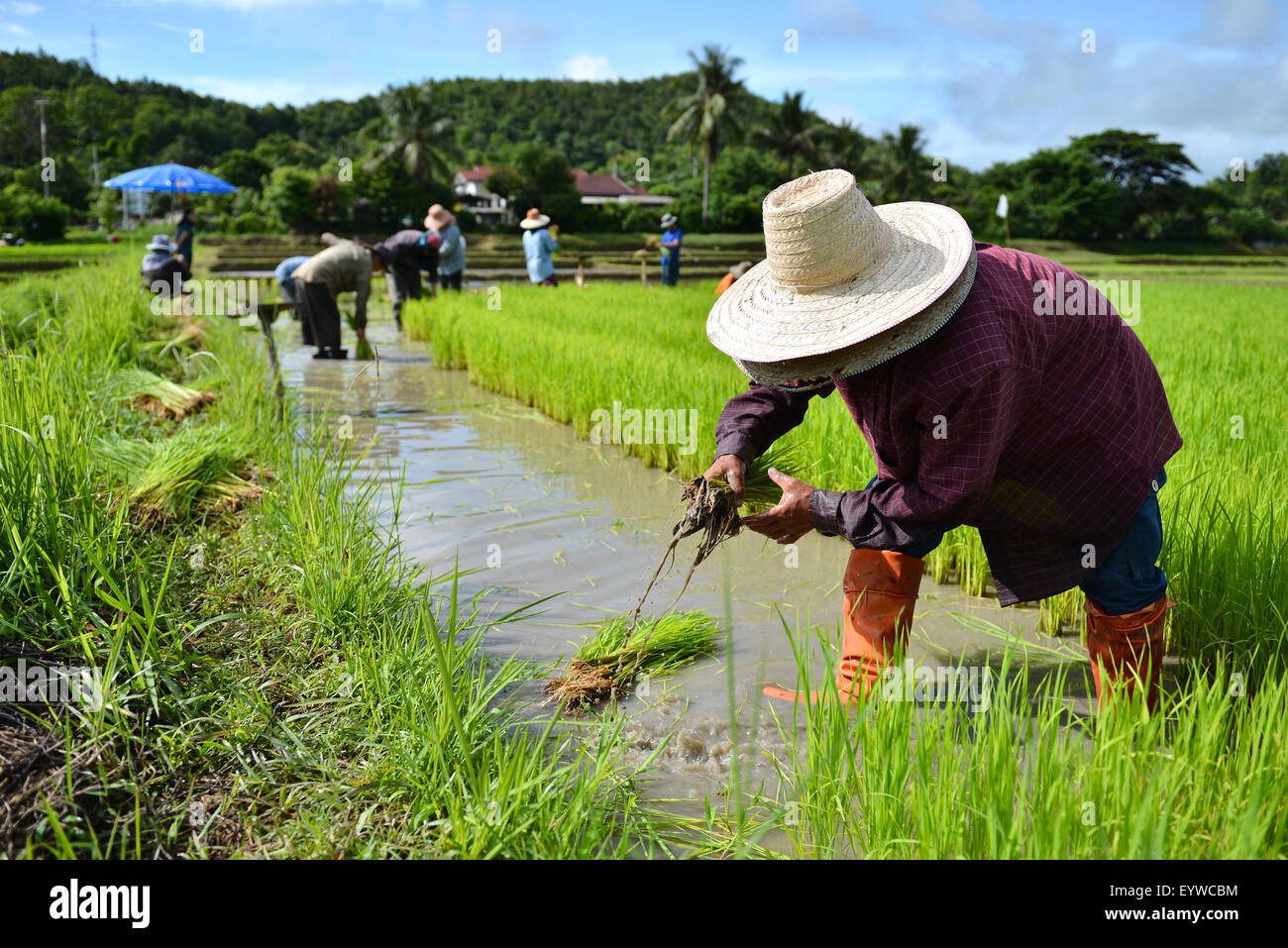 thailand farmer work in a rice plantation Stock Photo - Alamy