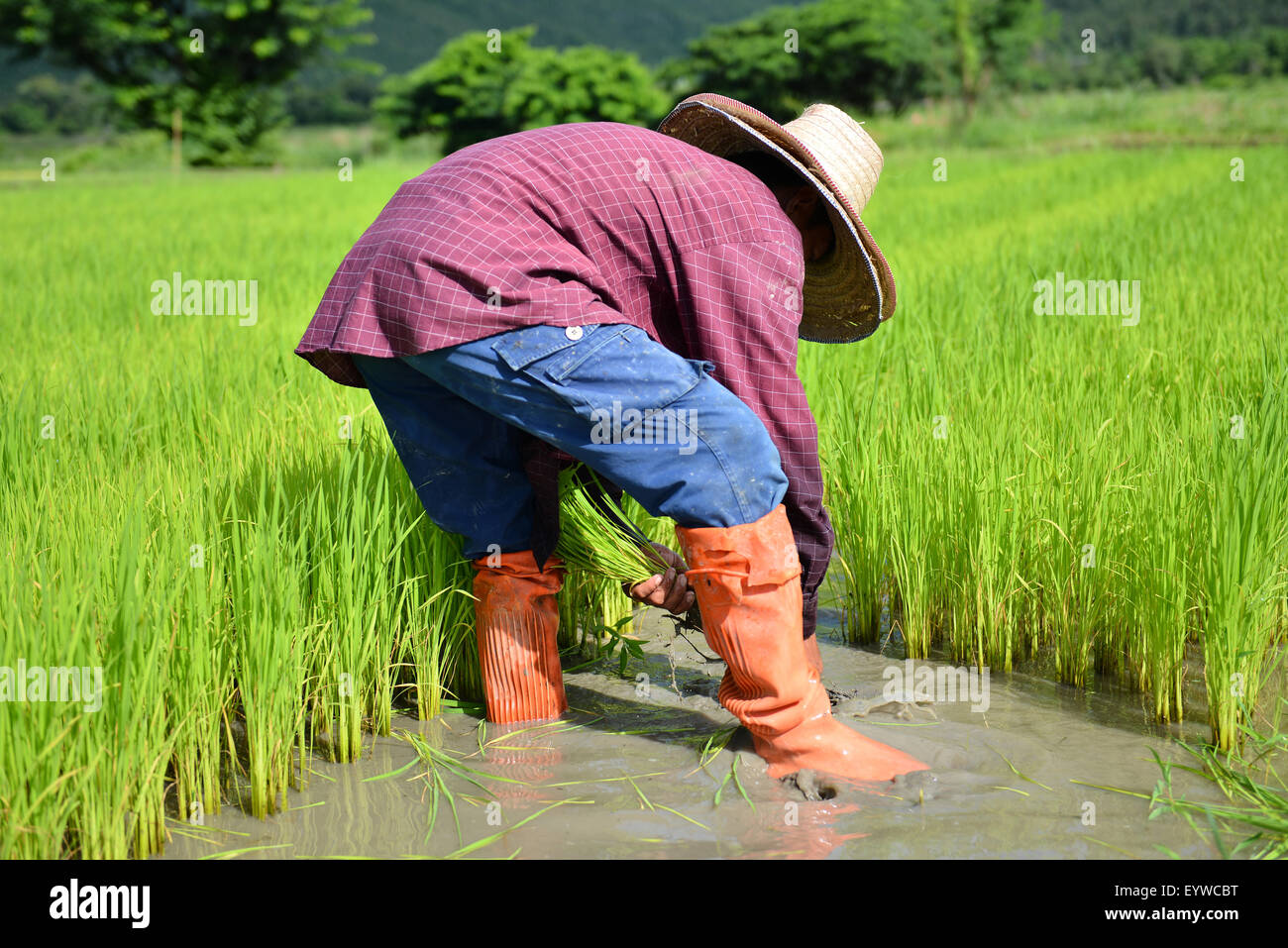 thailand farmer work in a rice plantation Stock Photo - Alamy