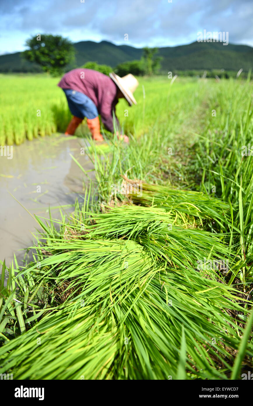 thailand farmer work in a rice plantation Stock Photo - Alamy