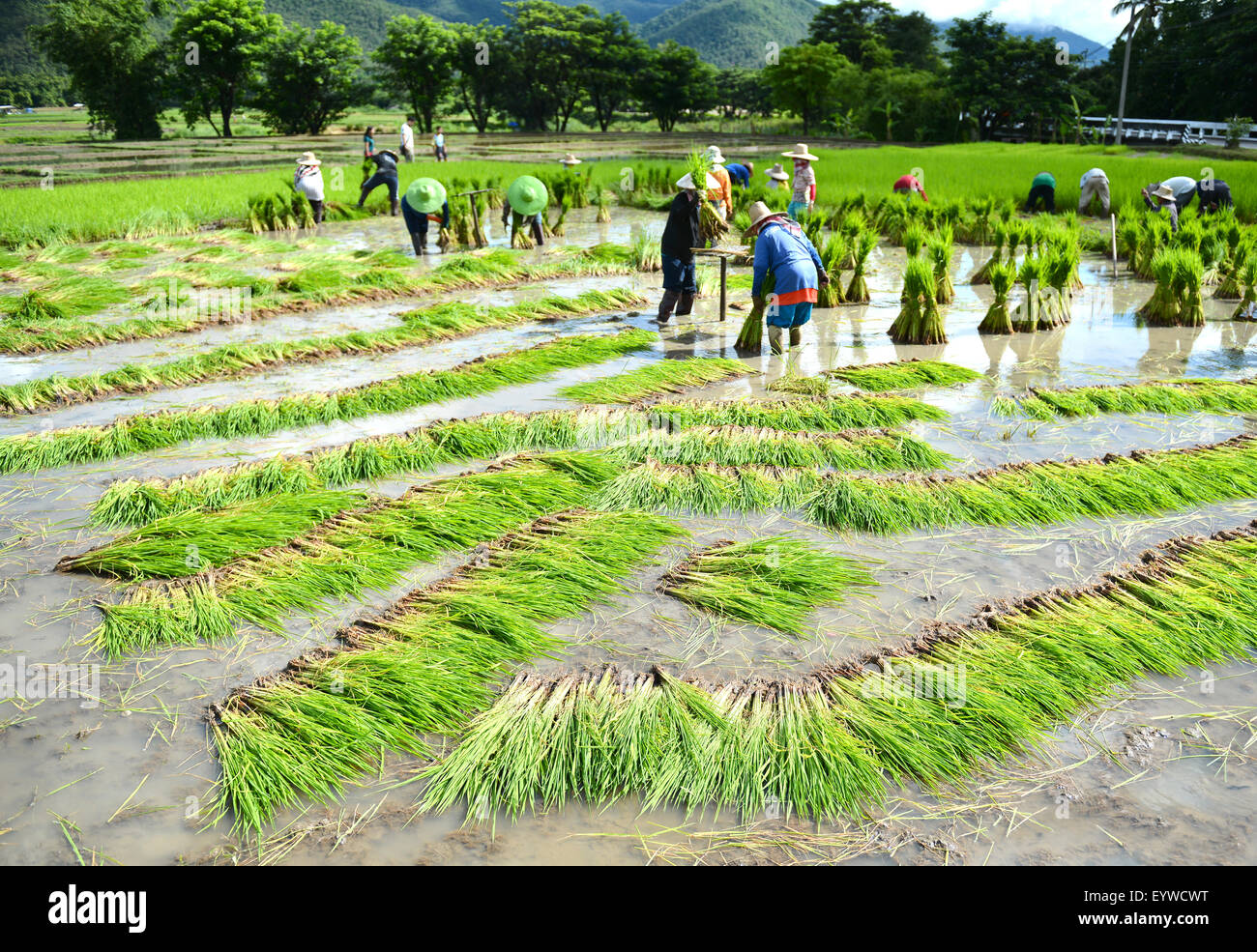 thailand farmer work in a rice plantation Stock Photo - Alamy