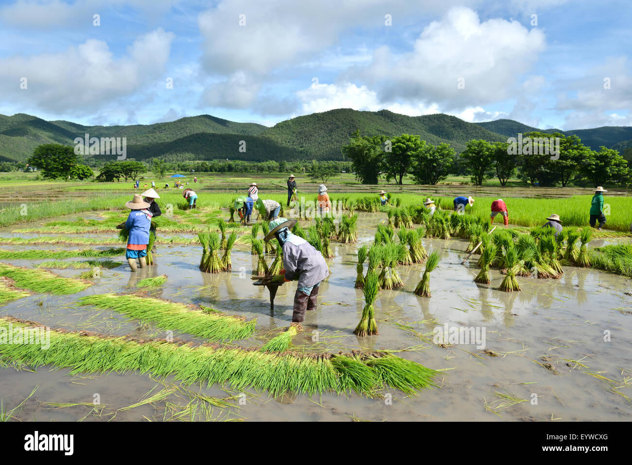 thailand farmer work in a rice plantation Stock Photo - Alamy