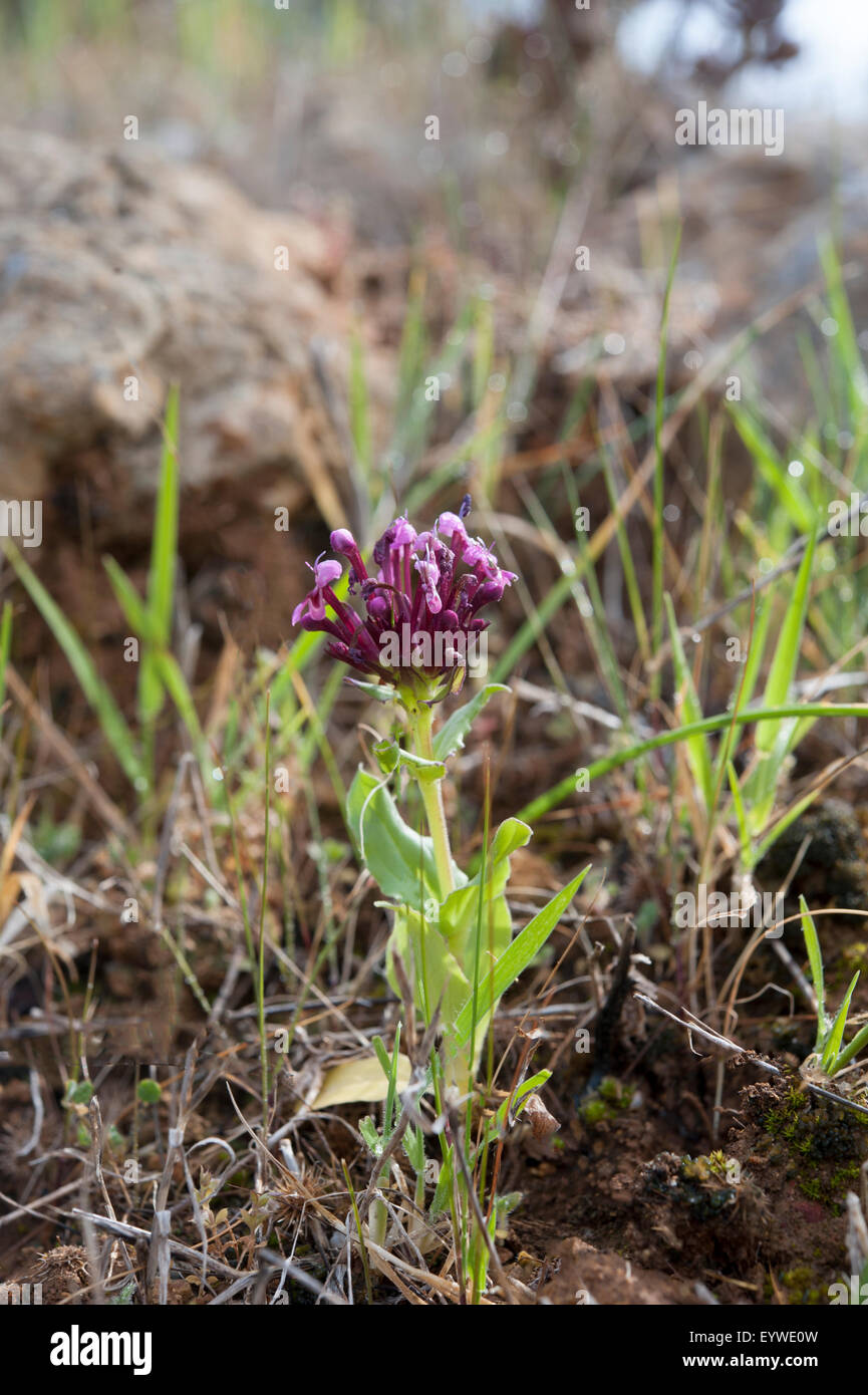 Fedia cornucopiae growing on cliffs at Parque Natural do Sudoeste ...