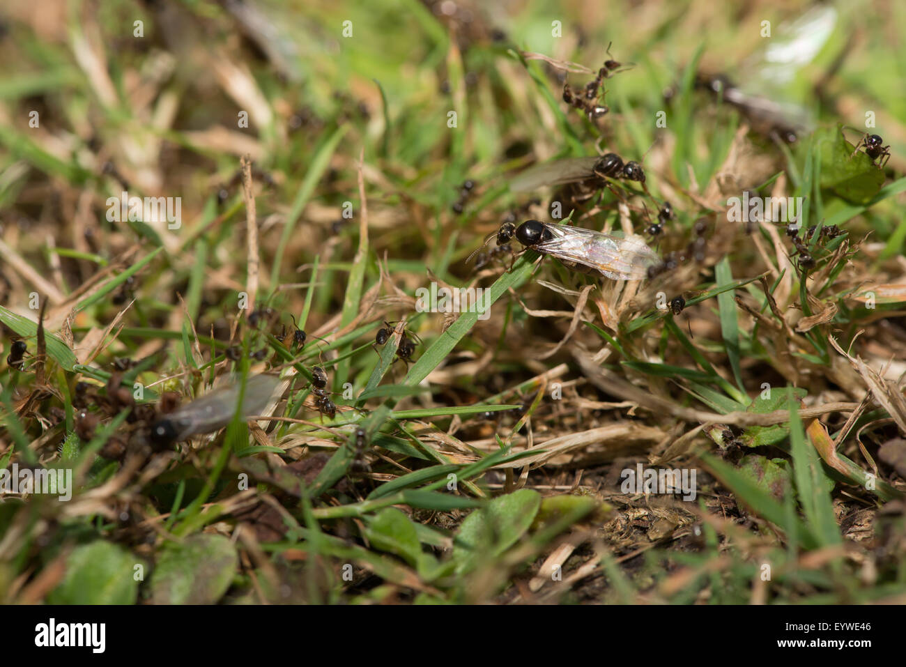 black garden ant Lasius niger emerging from nest climbing blades of ...