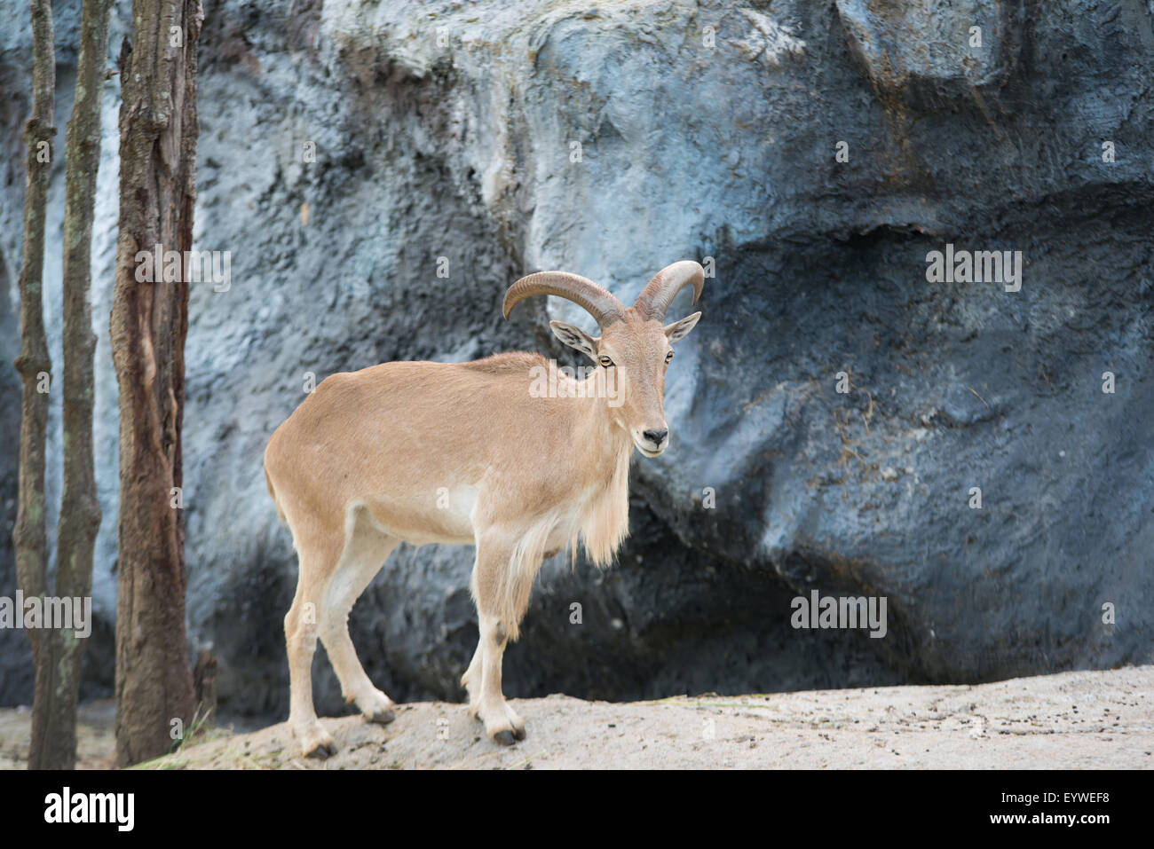 female Barbary sheep (Ammotragus lervia) standing on the rock Stock ...