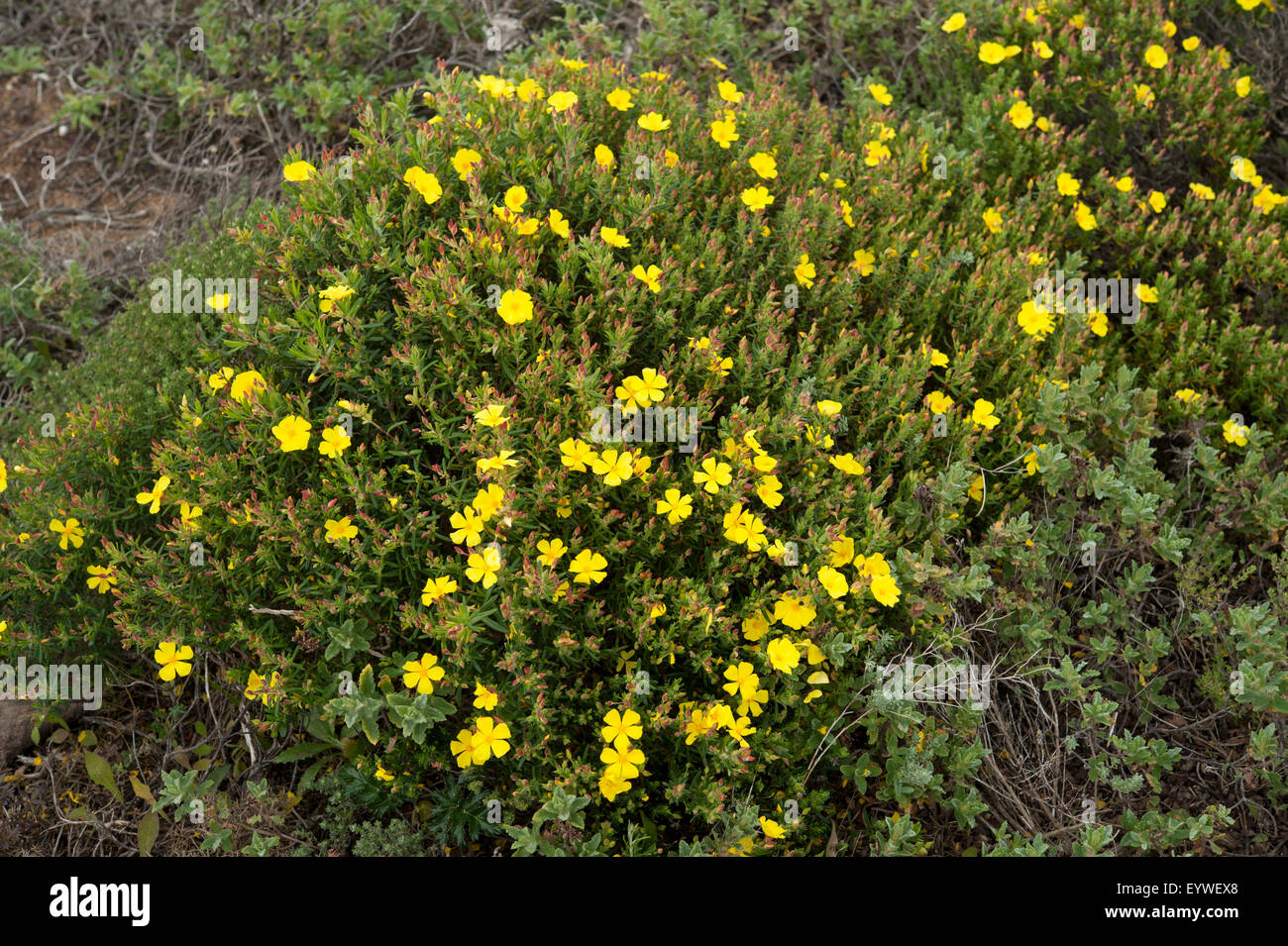 Straggling shrub hi-res stock photography and images - Alamy