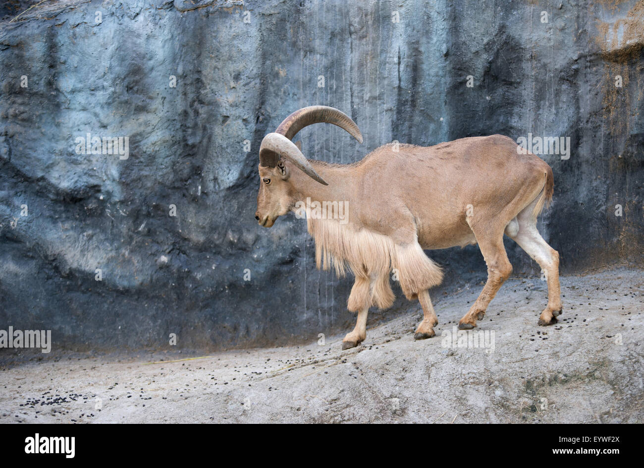Barbary sheep male hi-res stock photography and images - Alamy