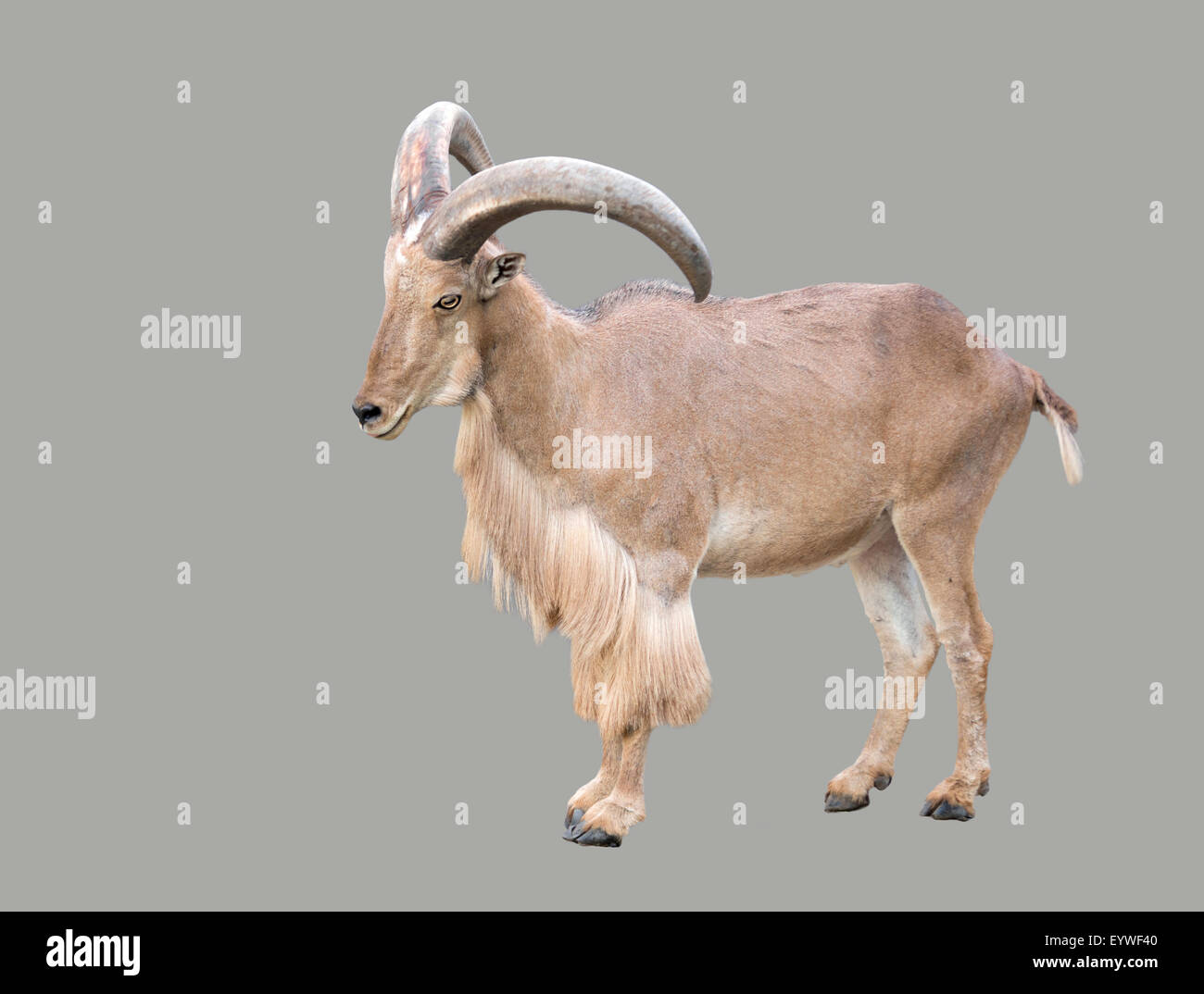 male Barbary sheep ( Ammotragus lervia ) isolated Stock Photo - Alamy