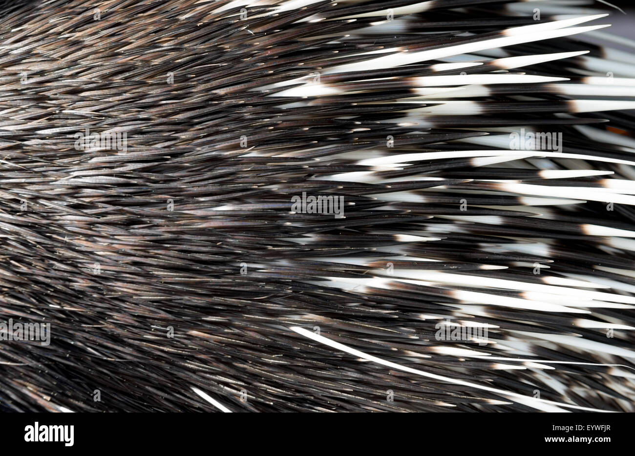 close up picture of a porcupine spine Stock Photo - Alamy