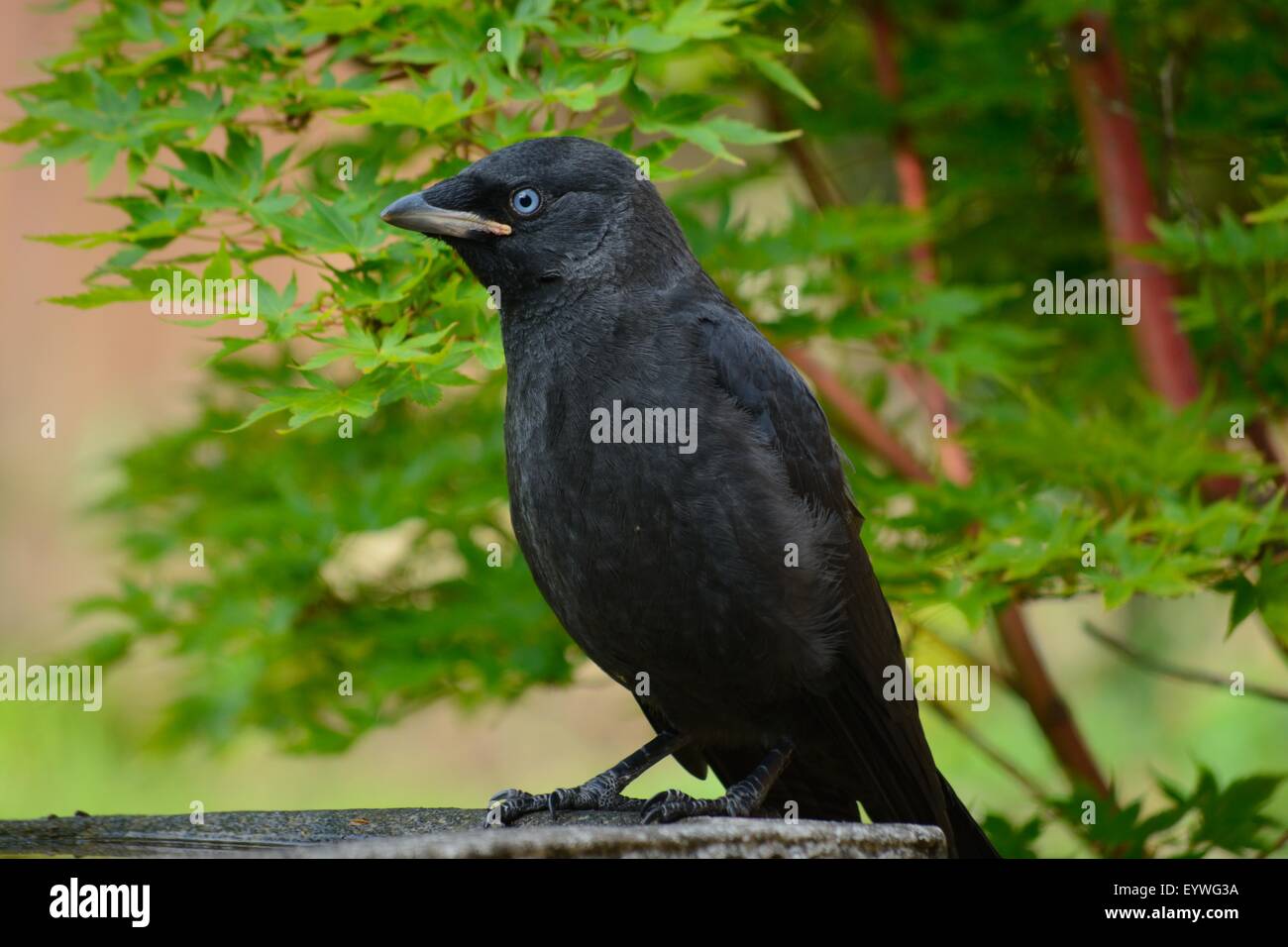 Jackdaw feathers hi-res stock photography and images - Alamy