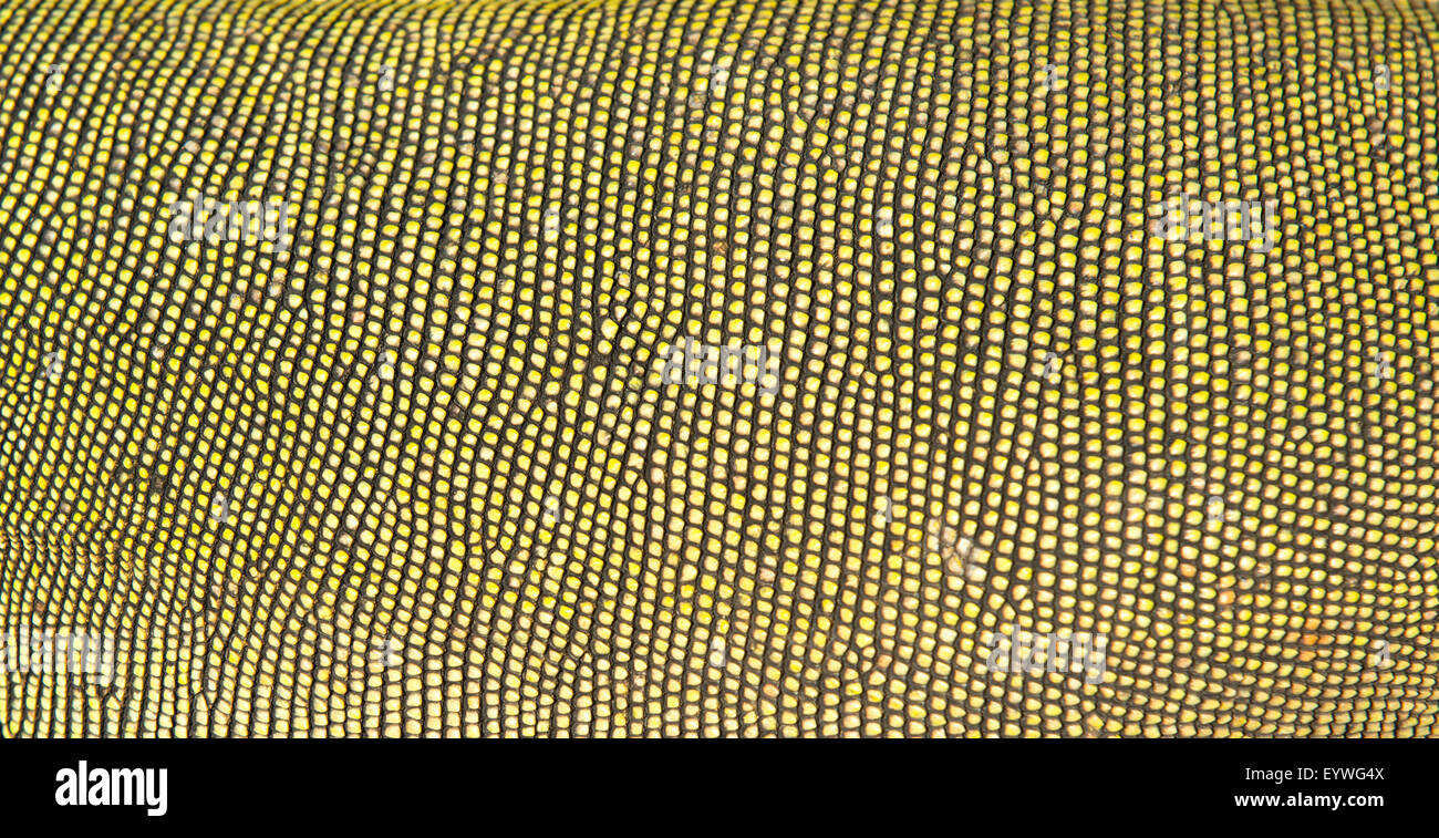 textured of green iguana skin Stock Photo - Alamy