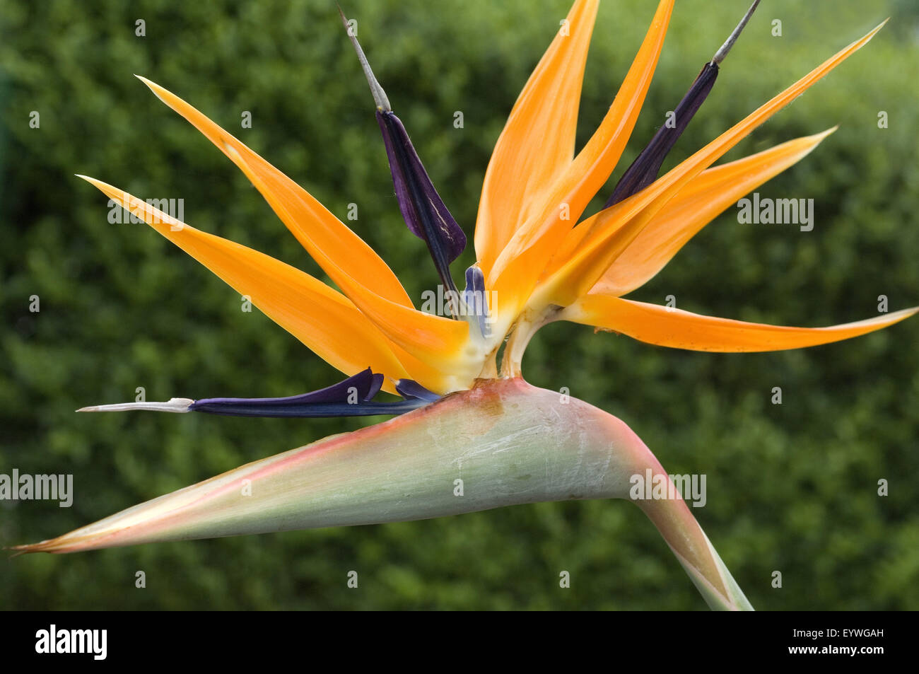 Strelitzie, Strelitzia reginae Stock Photo - Alamy