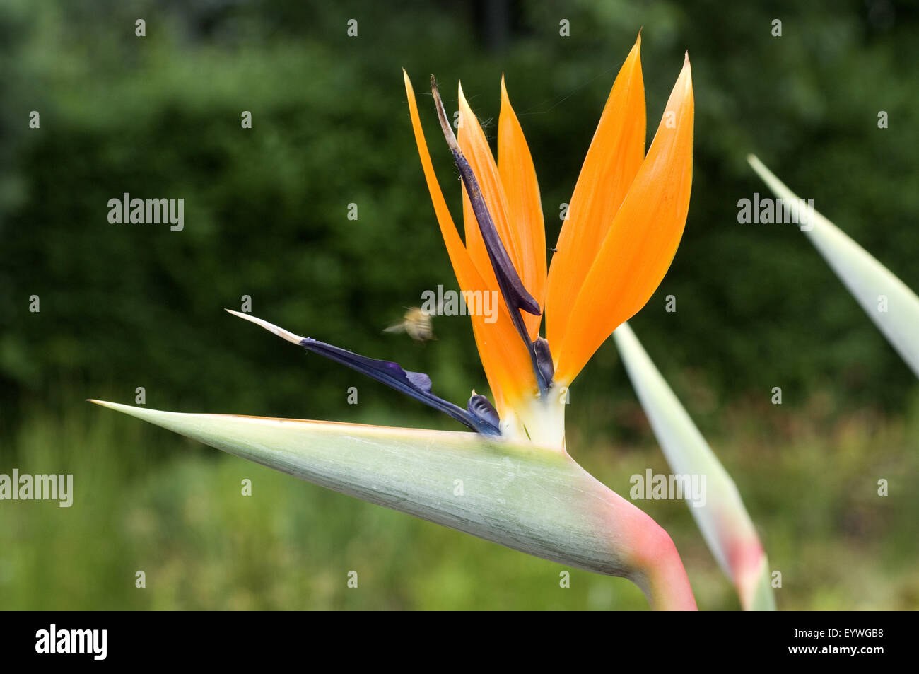 Strelitzie, Strelitzia reginae Stock Photo - Alamy