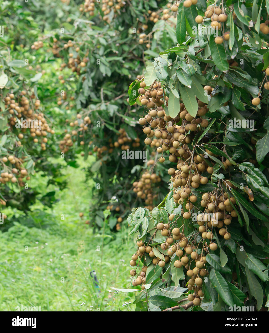 Longan tree hi-res stock photography and images - Alamy