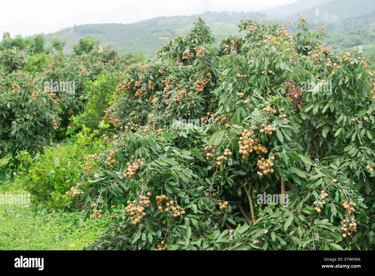 Longan Tree