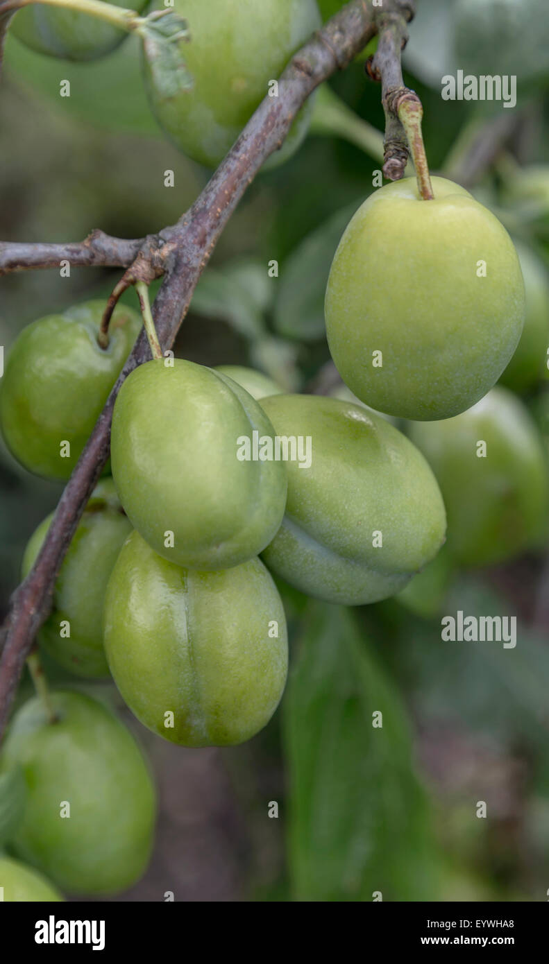 Victoria plum orchard hi-res stock photography and images - Alamy