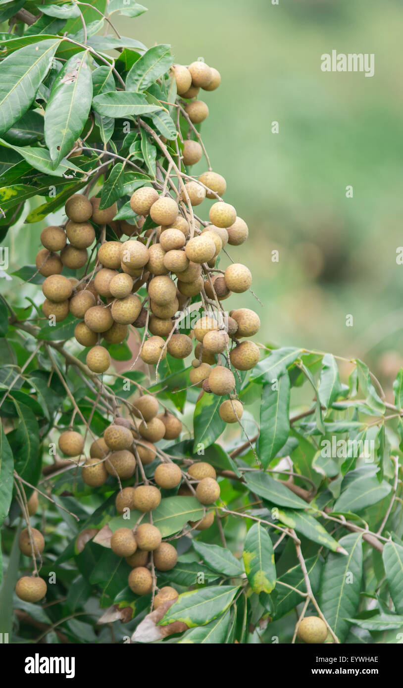 Longan tree hi-res stock photography and images - Alamy