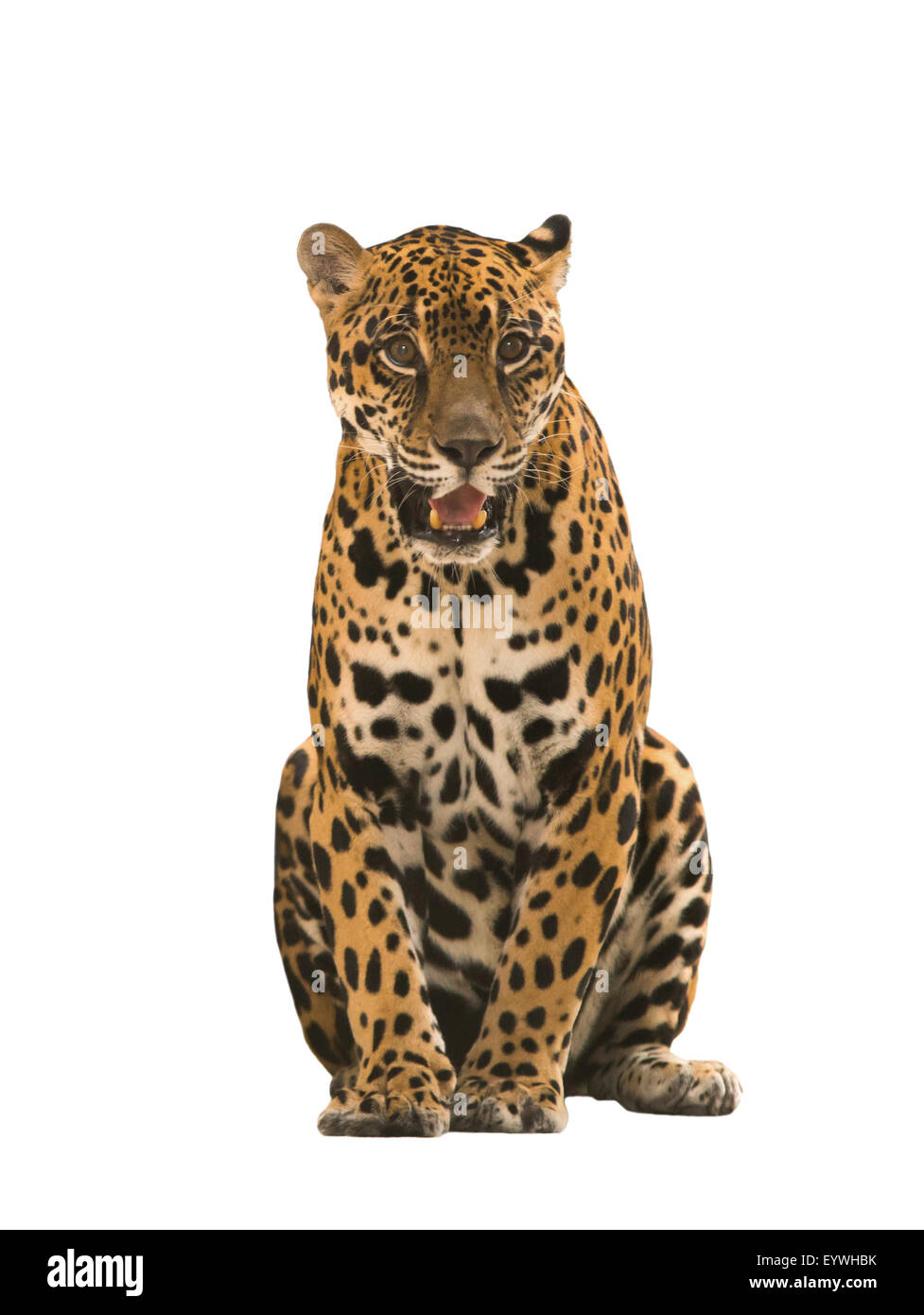 Jaguar panthera onca male Cut Out Stock Images & Pictures - Alamy