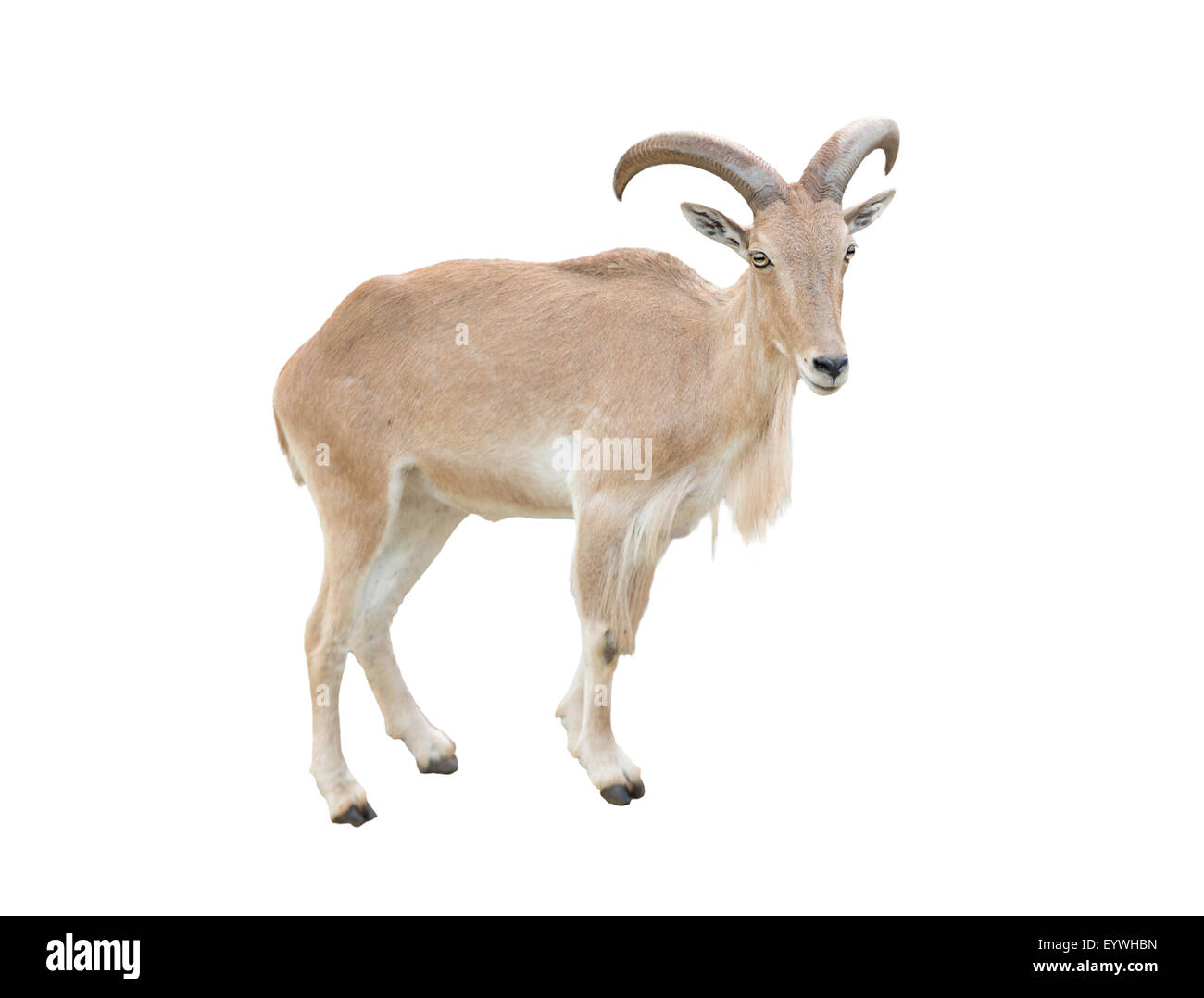 Female barbary sheep ammotragus lervia Cut Out Stock Images & Pictures ...