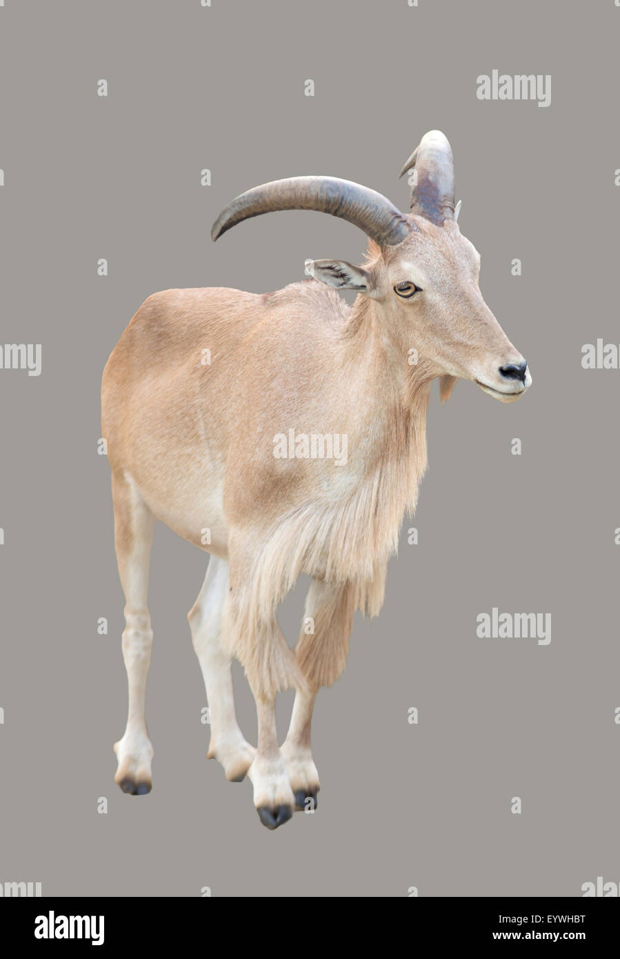 Female barbary sheep ammotragus lervia hi-res stock photography and ...