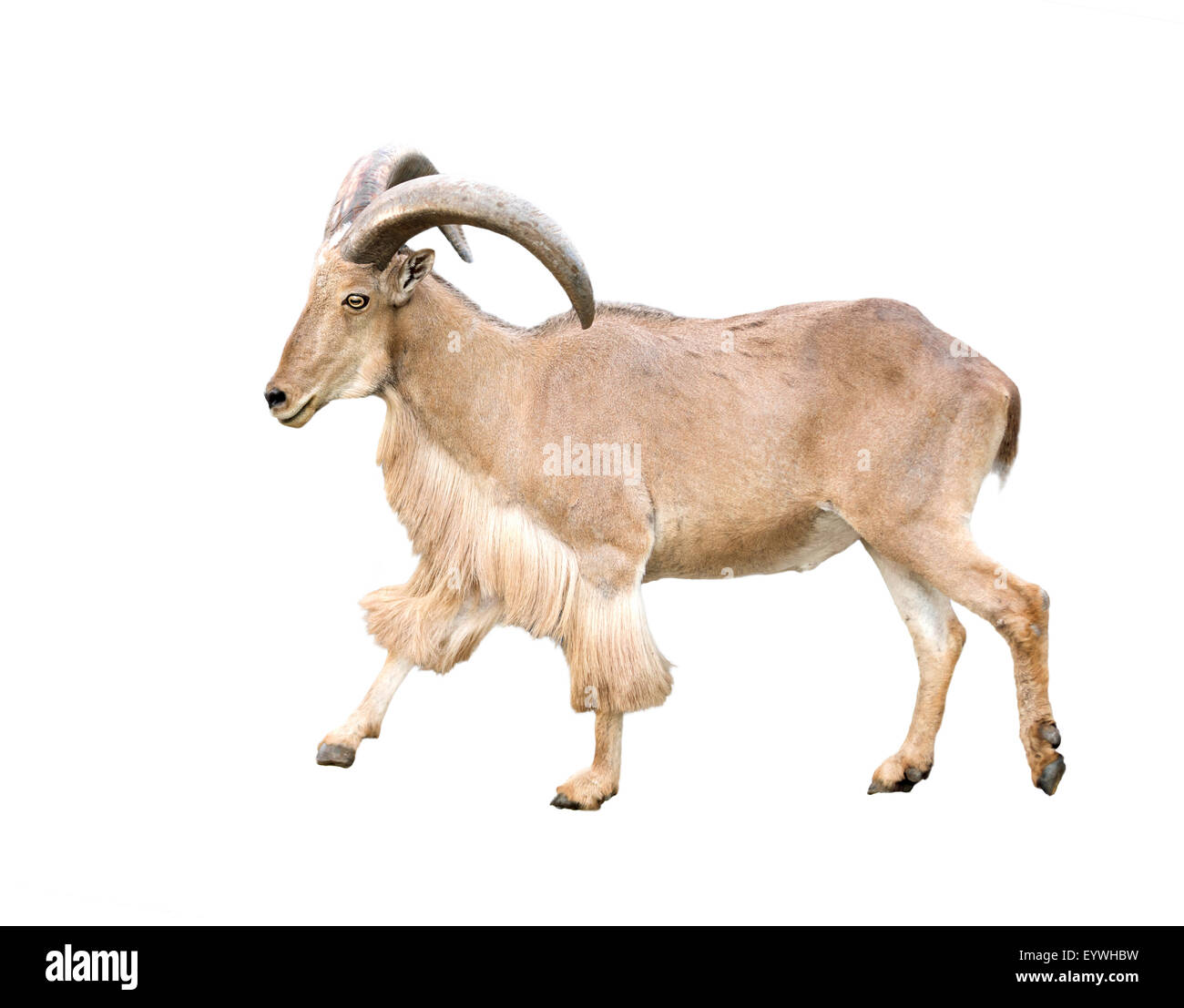Face sheep Cut Out Stock Images & Pictures - Alamy
