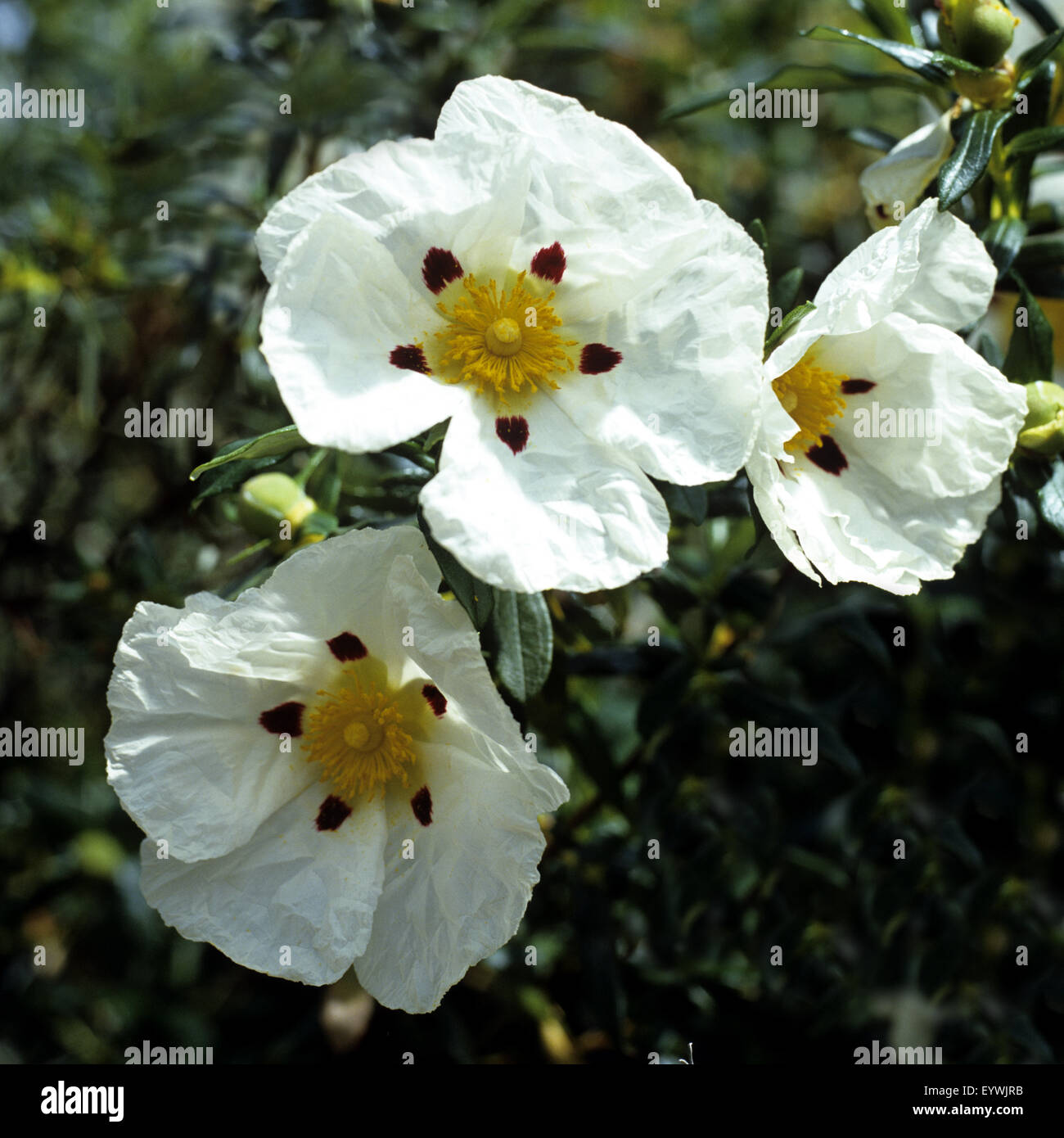 Cistus ladaniferus hi-res stock photography and images - Alamy