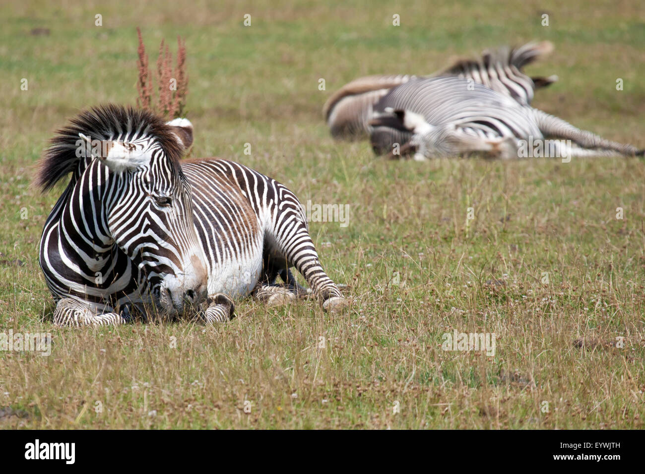 Resting zebra hi-res stock photography and images - Alamy