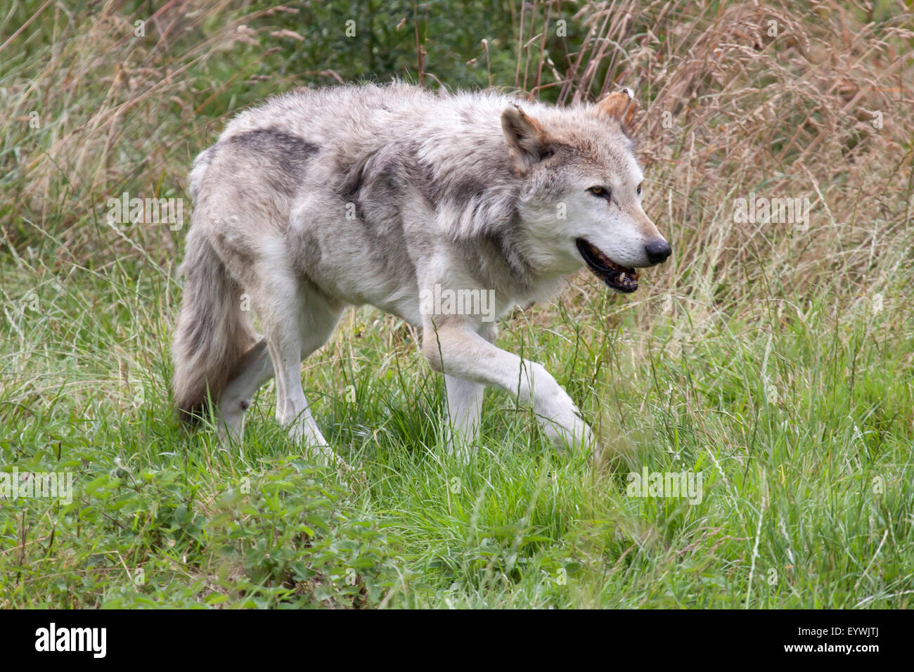 A single Grey Wolf walking through a clearing Stock Photo - Alamy