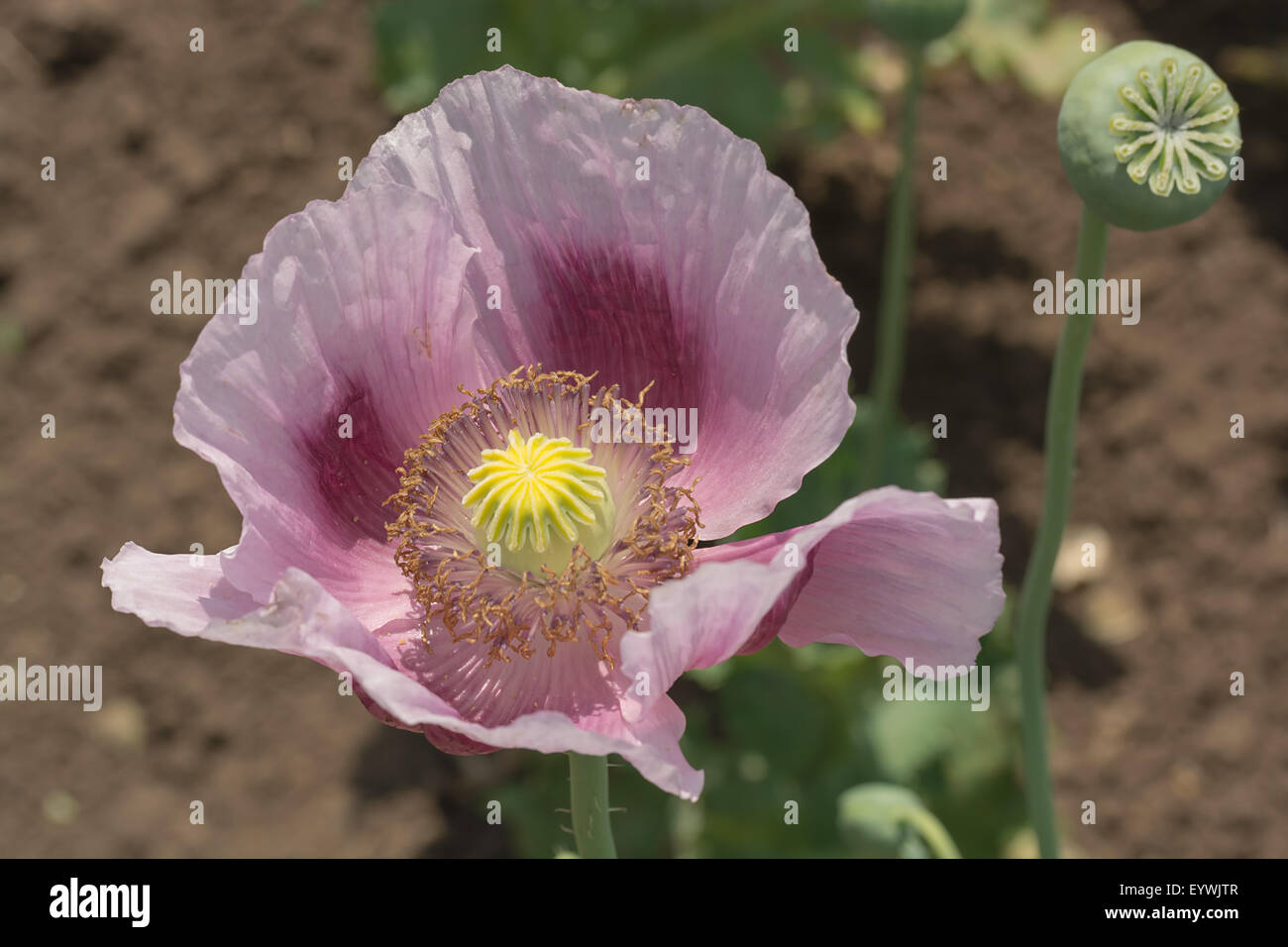 Opium Poppy Flower (Papaver somniferum) in the field, Close-up Stock ...