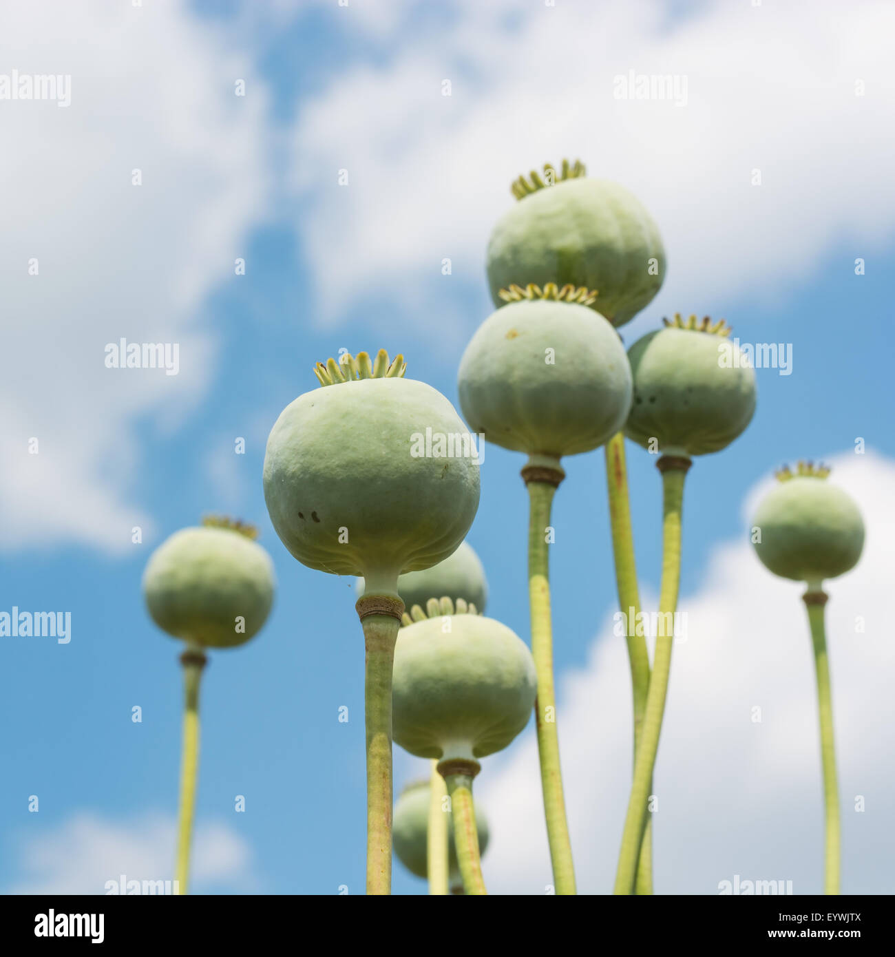 Opium Poppy (Papaver Somniferum) Capsules Close-up over beautiful ...