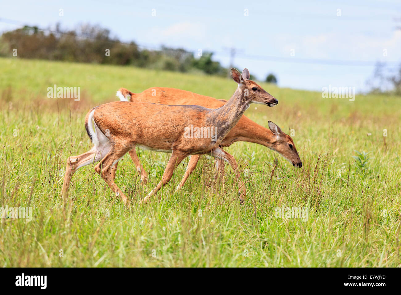 Rhode island fauna hi-res stock photography and images - Alamy