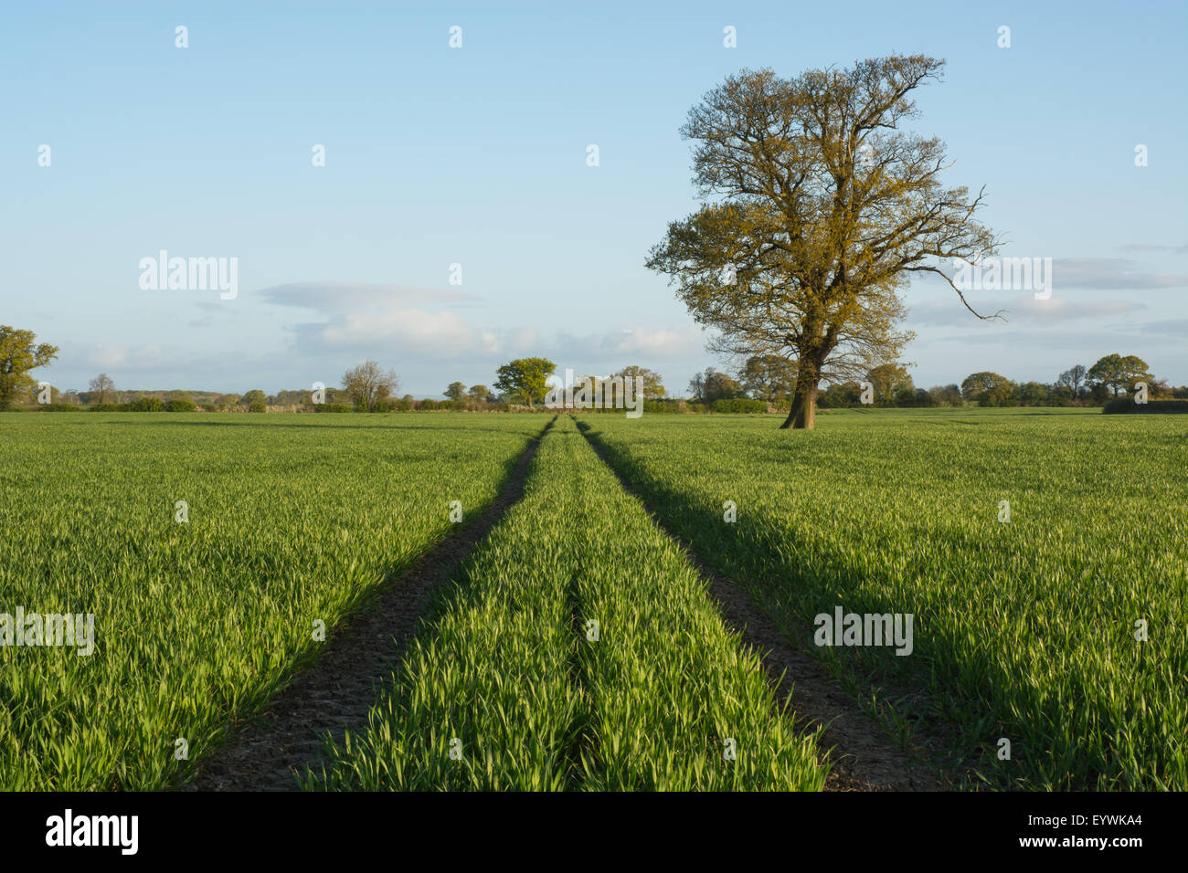 Cereal crop leaves hi-res stock photography and images - Alamy