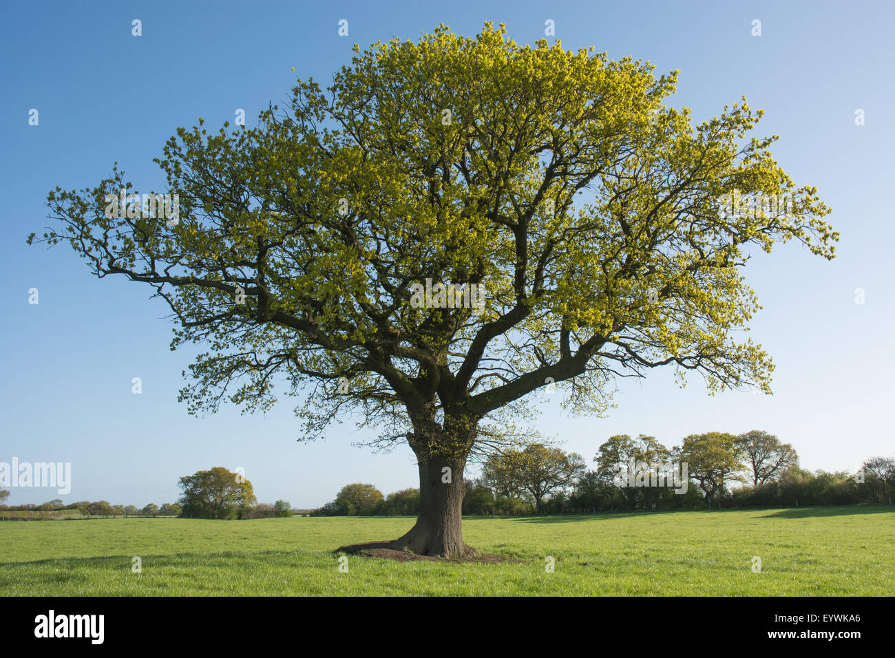 oak tree in a field Stock Photo - Alamy