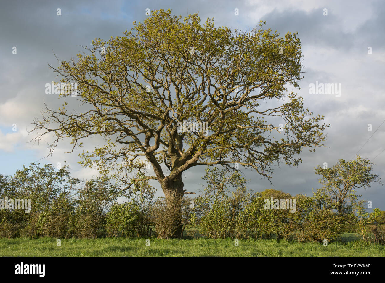 Tree branches and leaves hi-res stock photography and images - Alamy