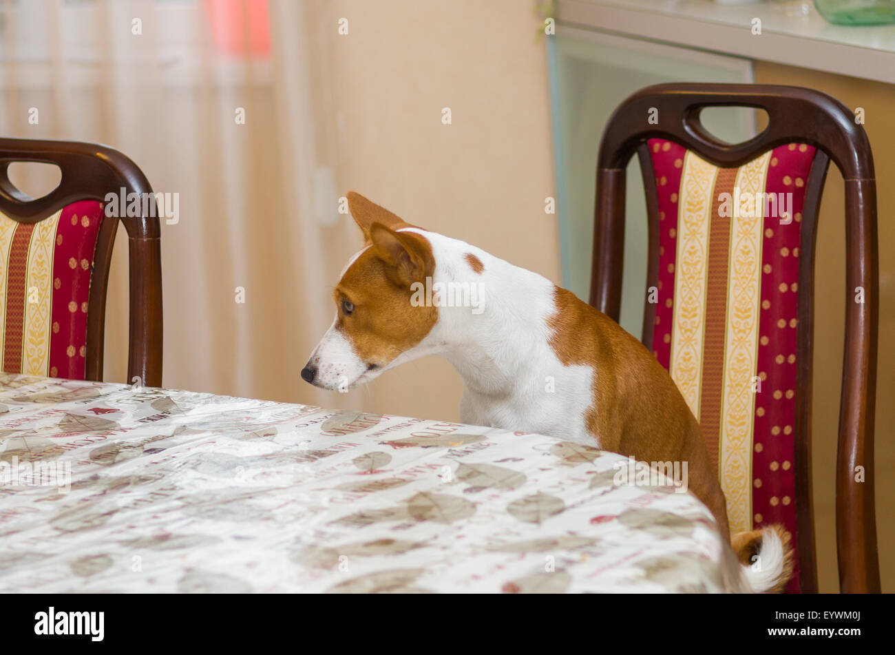 Dissatisfied basenji in angry mood for master is being so long with ...