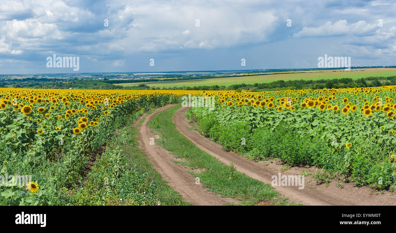 Central Ukrainian rural panoramic landscape at summer season Stock ...