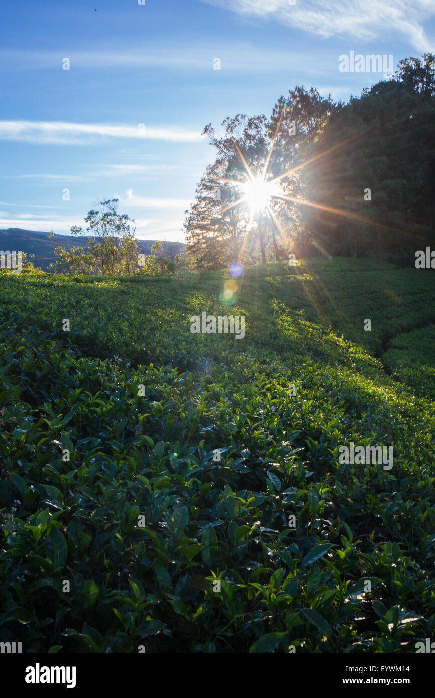 Tea plantation Cameron highlands Stock Photo - Alamy