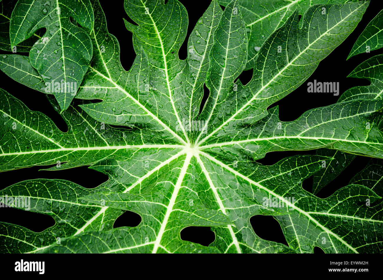 Closeup of fresh water sprinkled papaya tree leaves on black background ...