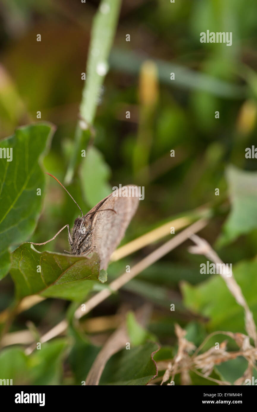 Moth wings folded hi-res stock photography and images - Alamy