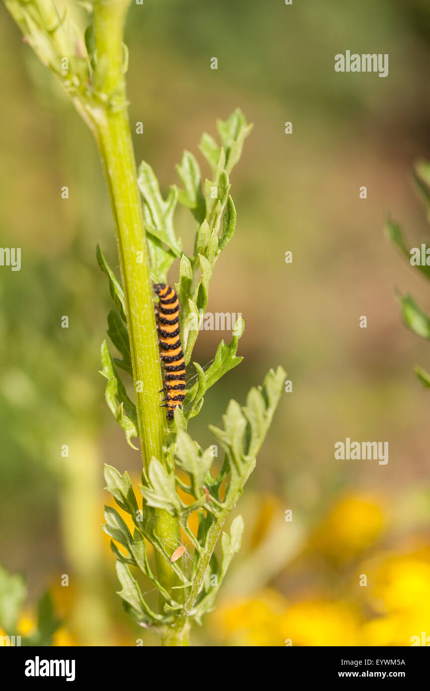 Orange And Black Striped Larvae High Resolution Stock Photography and ...