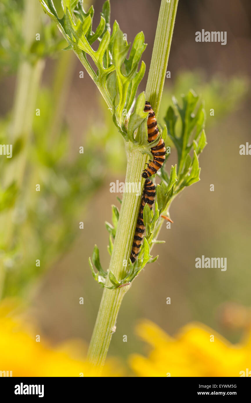 Colored orange and black striped cinnabar moth larvae Tyria jacobaeae ...