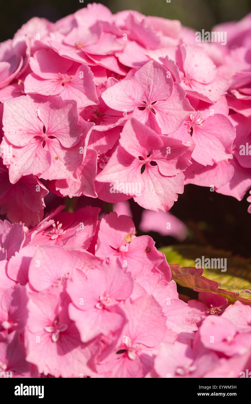 vivid rich candy pink color of globe flowers of Hydrangea seemingly ...