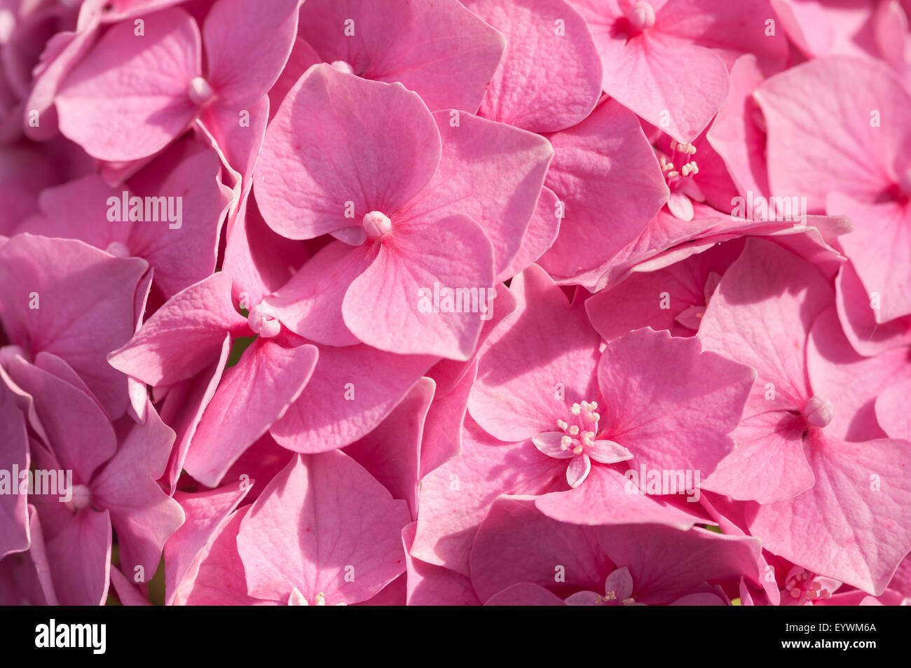 Hydrangea macrophylla forever pink hi-res stock photography and images ...
