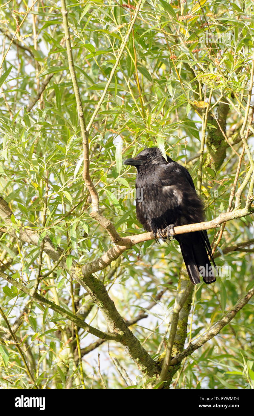 Harptree hi-res stock photography and images - Alamy