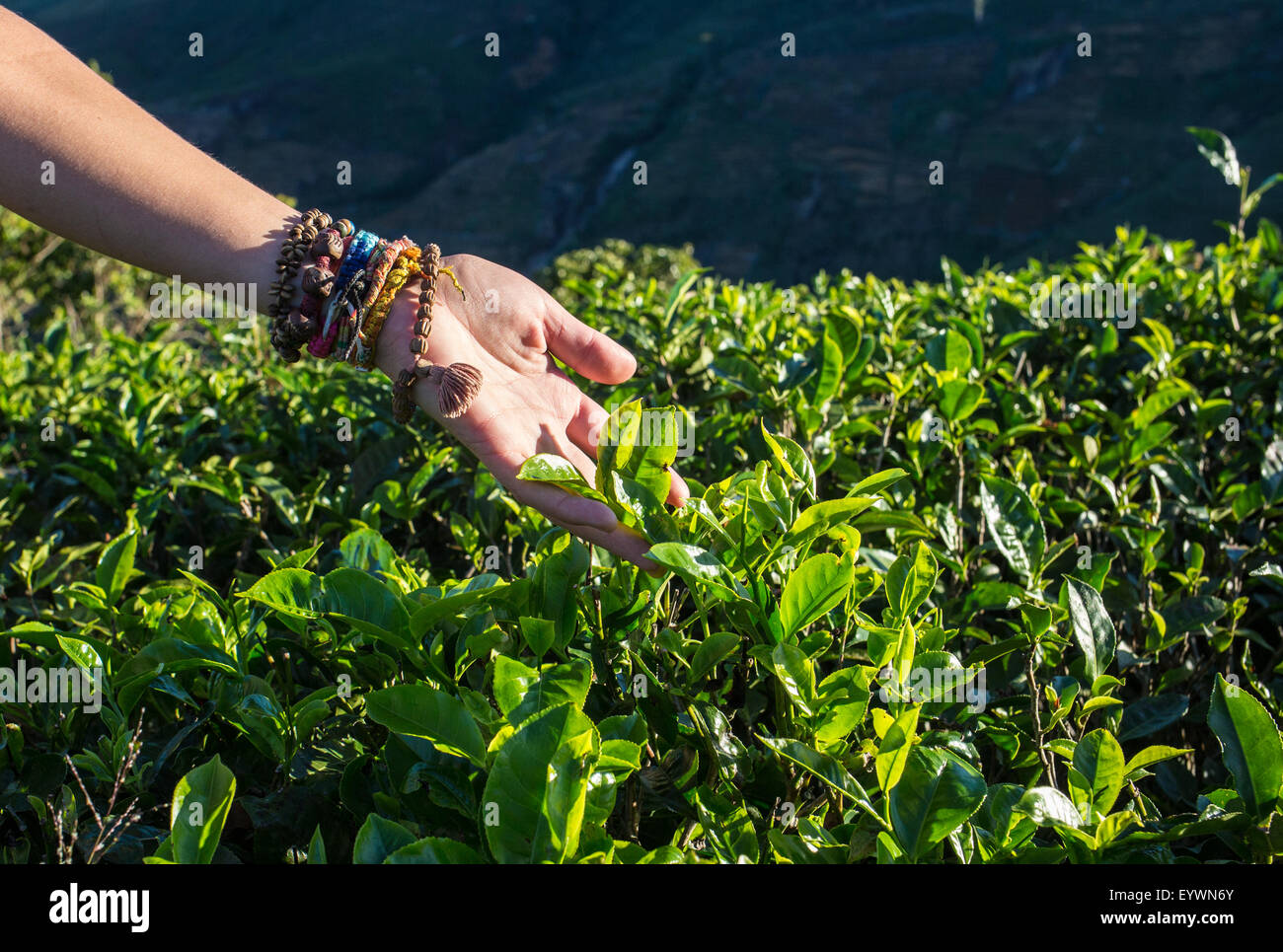 Tea plantation Cameron highlands Stock Photo - Alamy