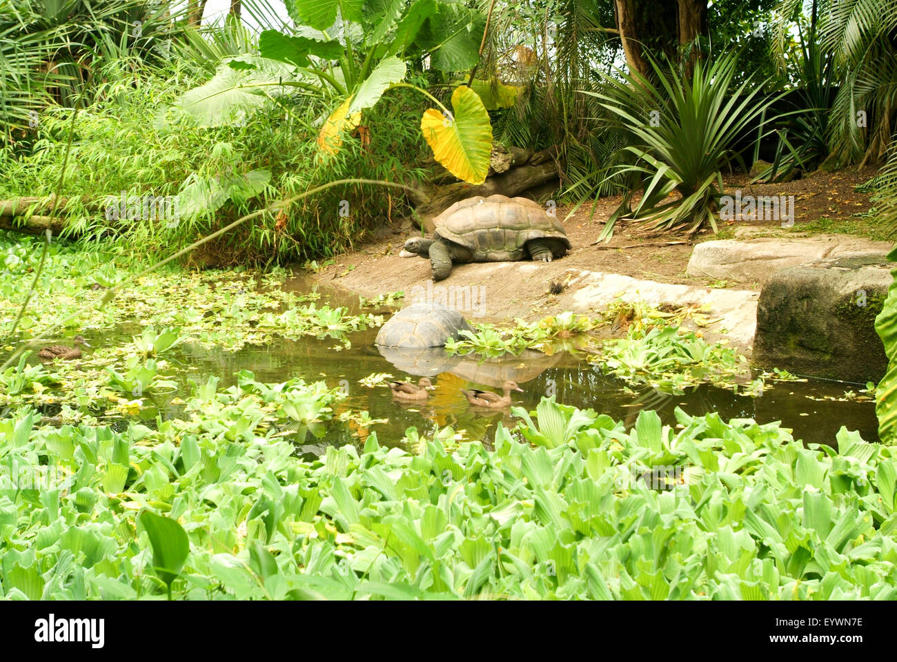 Zurich, Switzerland - 22 August 2006: turtle on the Masoala hall (built ...
