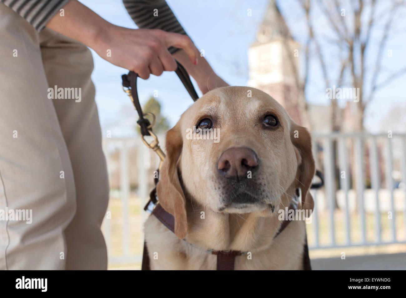 Service dog in his harness with owner Stock Photo - Alamy