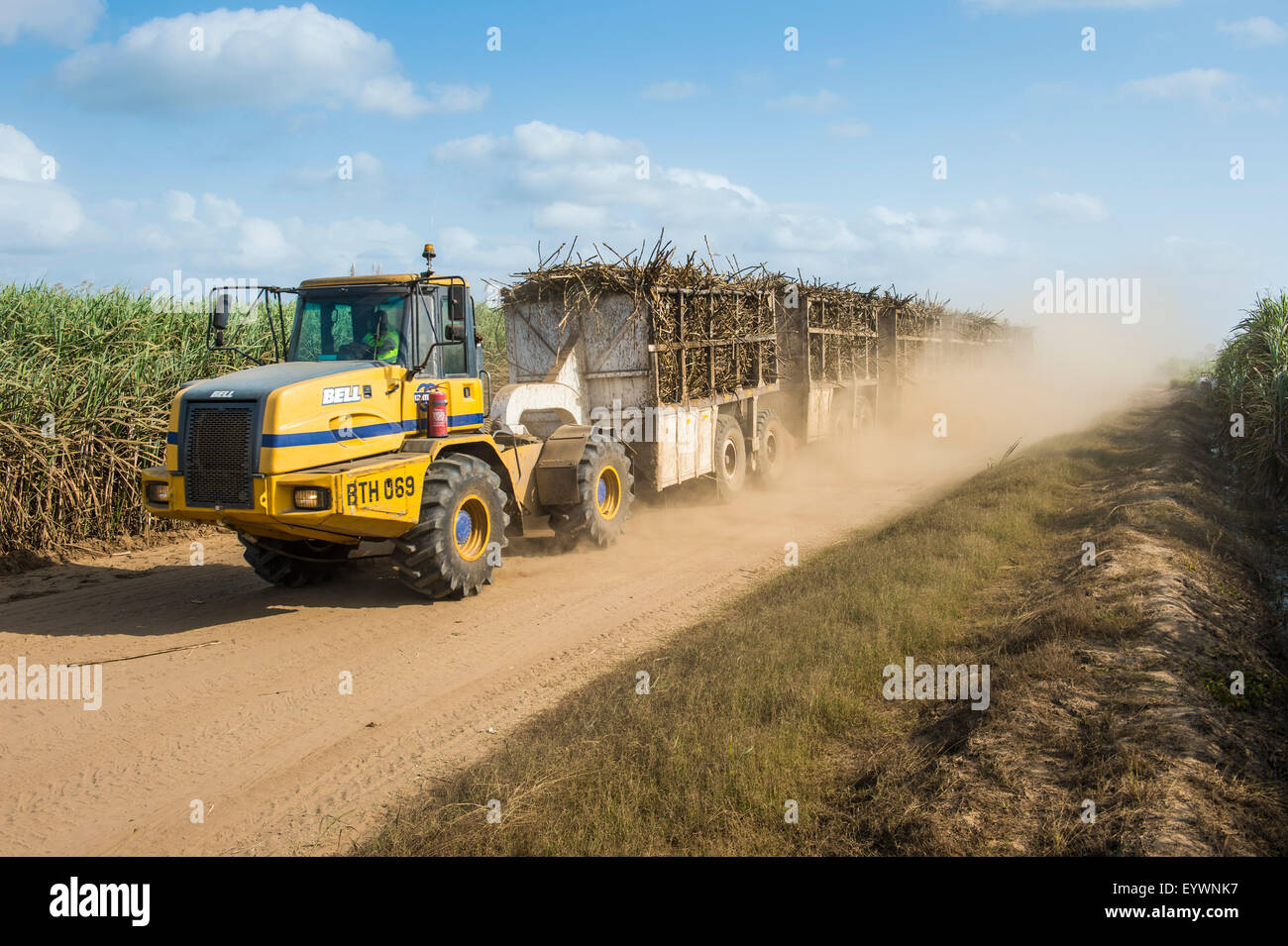 Full loaded sugar cane truck driving through the sugar cane fields on a ...
