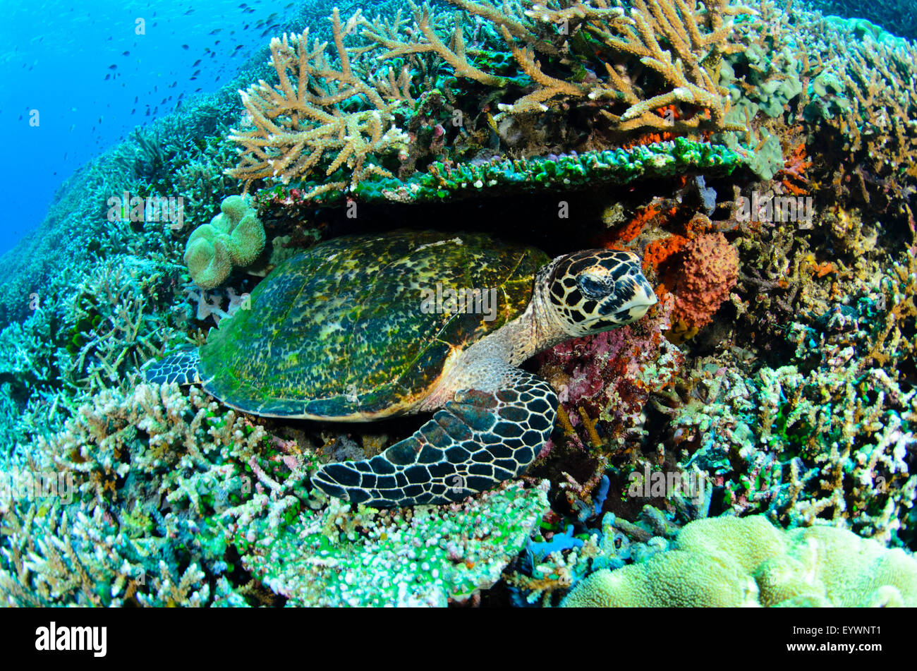 A hawksbill turtle, Eretmochelys imbricata, eating sponge underneath ...